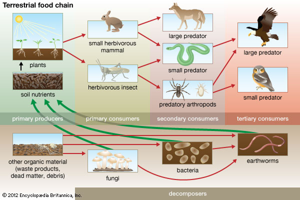 Ecosystem | Definition, Components, Examples, Structure, & Facts ...