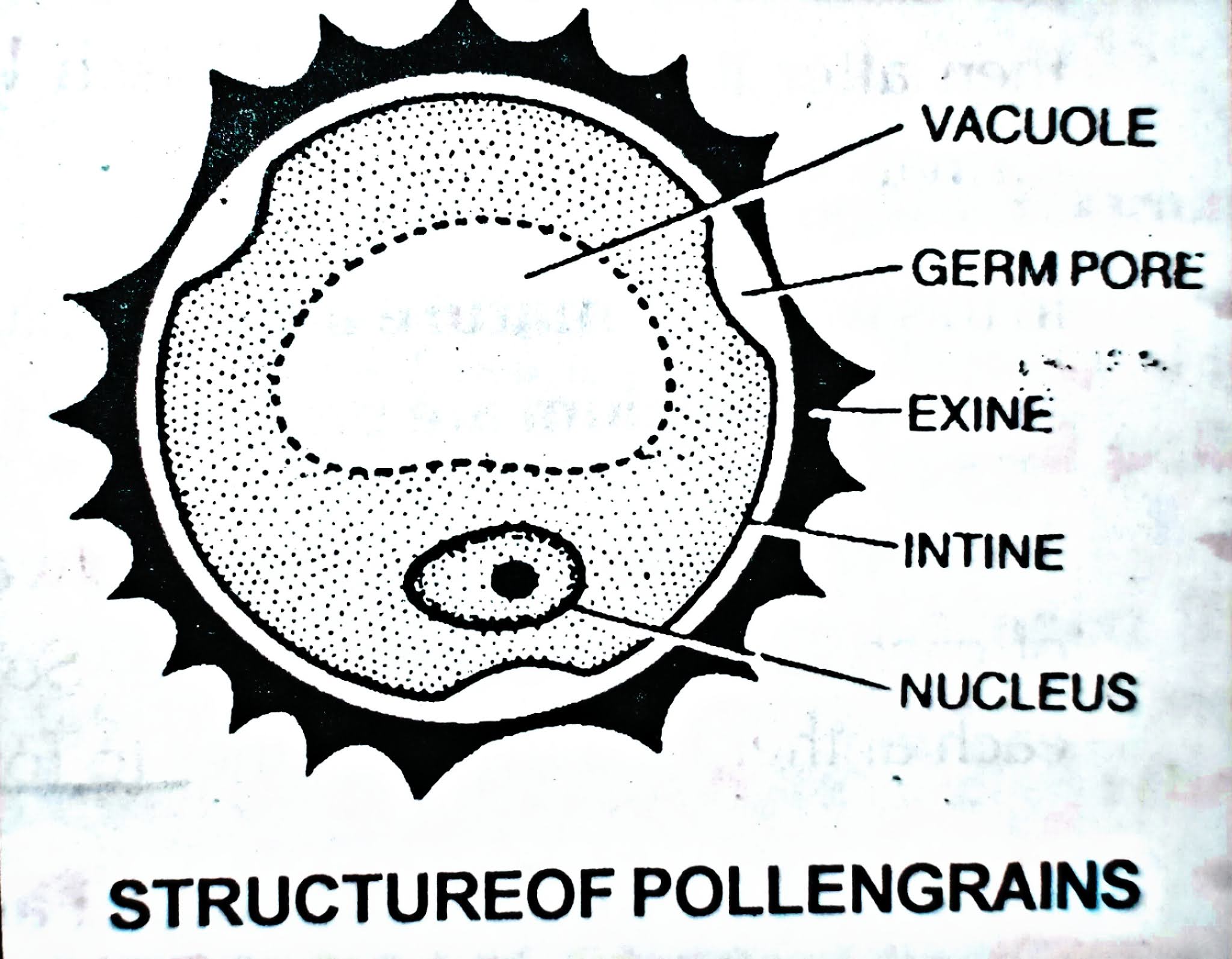 Pollen grain and their characteristics.