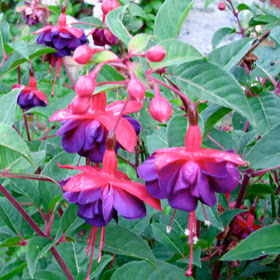 Fucsia, Pendientes de la reina, Coralitos, Corales, Aljaba híbrida ...