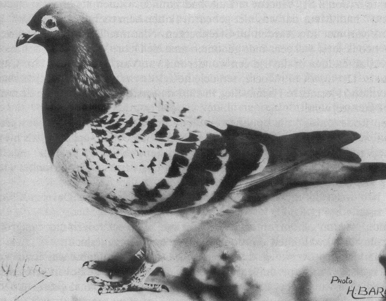 nieripigeonslines: Maurice Delbar....the Pioneer of a lot of fancier