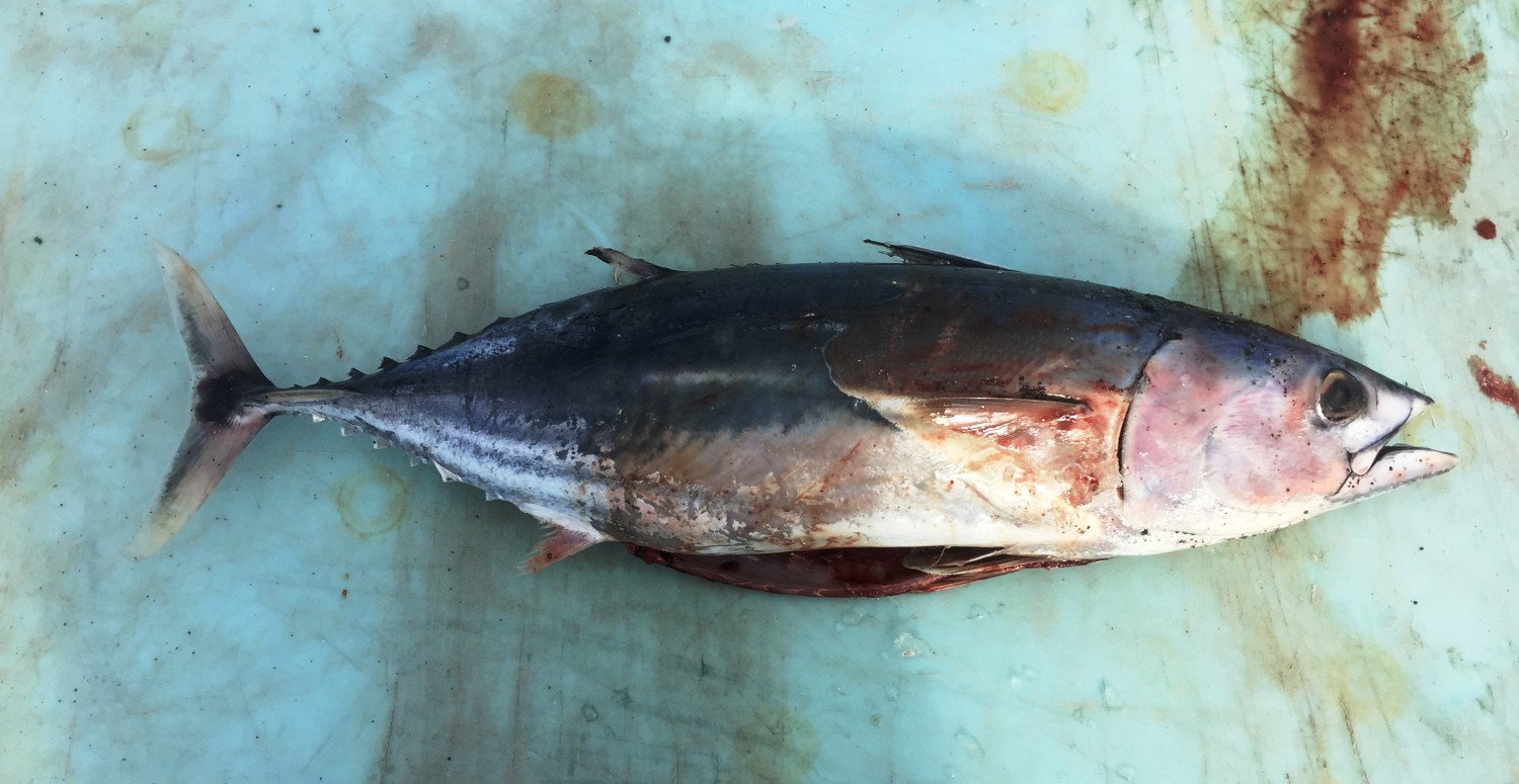 High Quality Tuna Skipjack Frozen for Your Restaurant - Tuna Skipjack ...