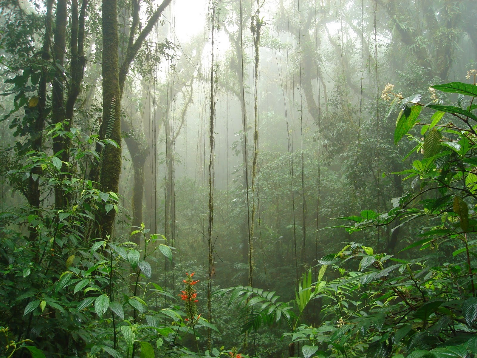 Daniel Chavarria - Tropical Ecology: Representative pictures of the ...