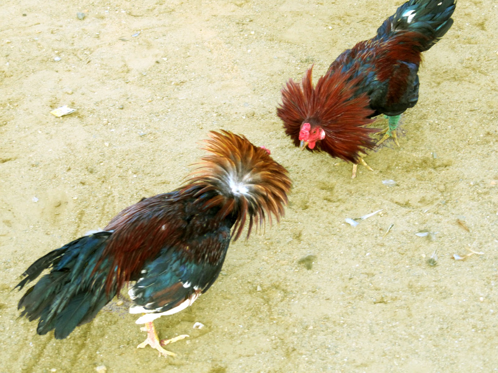 Where the River Meets its People: Murgi Para - Tusu Parab - Sankranti