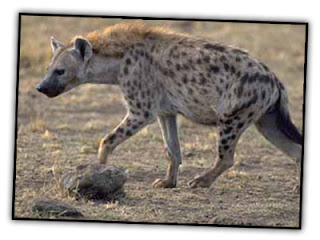 Kekeliruan Hukum Makan Dubuk | Blog Buruk