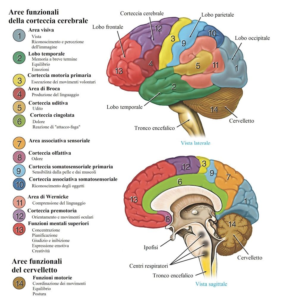 Esperienze di homeschooler: Il Cervello