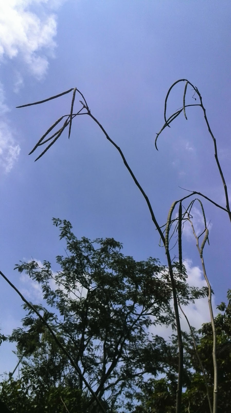 namakucella: POKOK MUNGGAI DAN CERITANYA