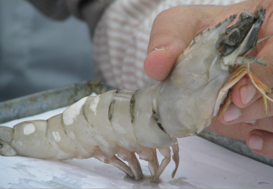 Udang di bedah siasat