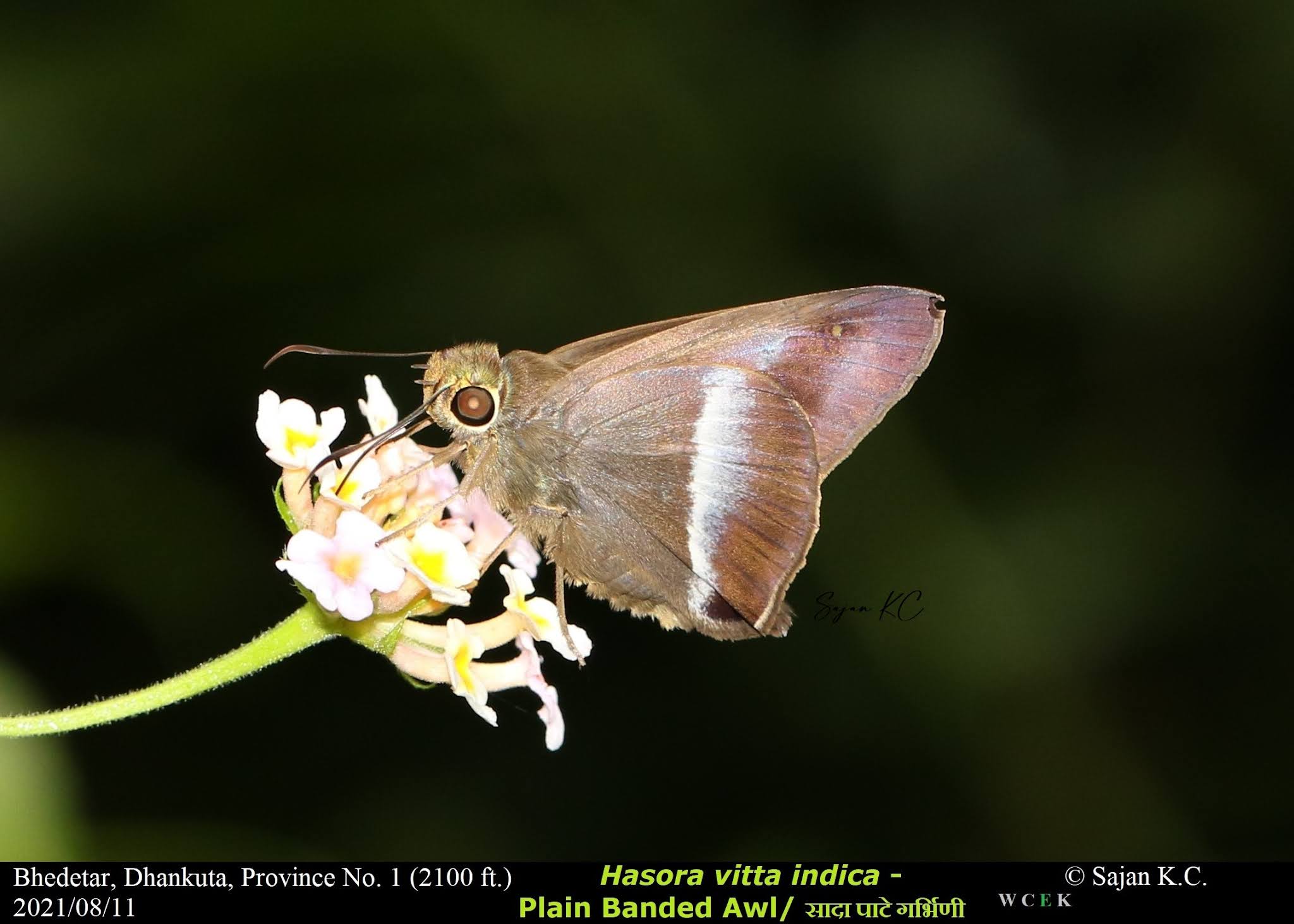 Butterflies of Nepal