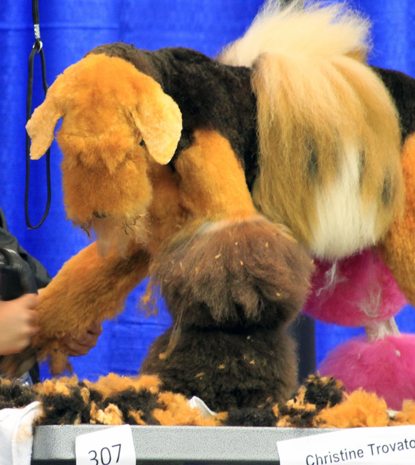 Pet Grooming: The Good, The Bad, & The Furry