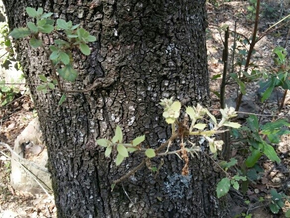 La Natura a la Baixa Tordera: Sobre la Cuca peluda del suro (Lymantria ...