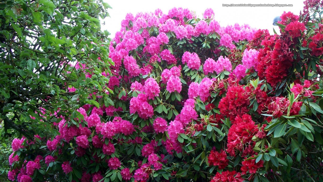 Azalea wallpapers hd | Tops Wallpaper HD
