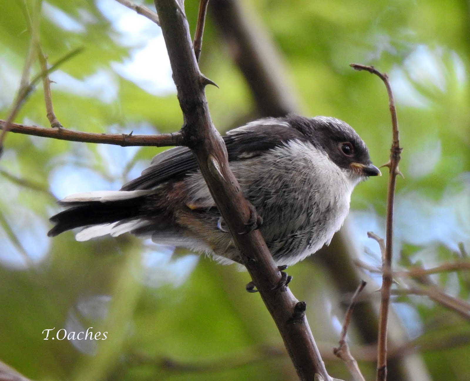 PASARI DIN ROMANIA: PITIGOI CODAT, Pui si juvenili (2), Aegithalos caudatus