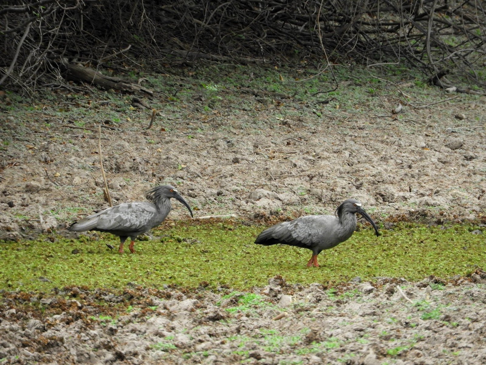 Reserva Natural Formosa: Ambientes, Flora y fauna