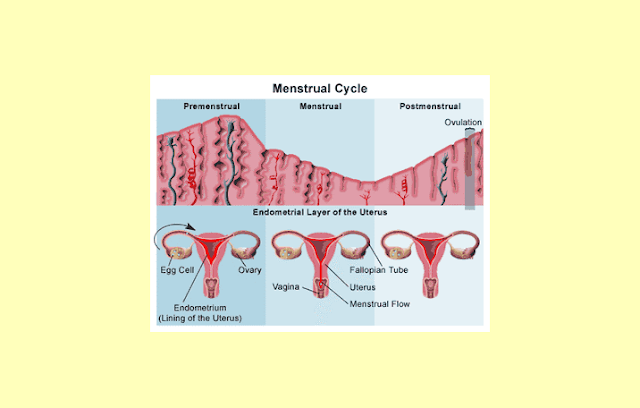 Menstruasi : Pengertian, Fungsi, Proses, Siklus, Gangguan - Asep Respati