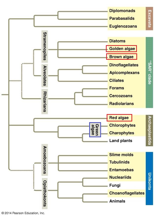 Liberate Your Ideas!: What are Algae?