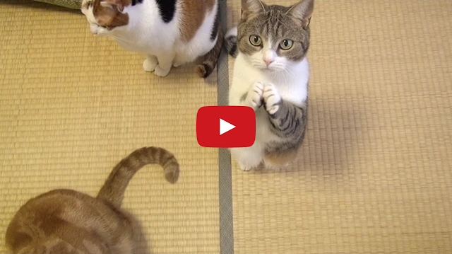 Gato "implorando" por comida bomba na web - Facetube vídeos!