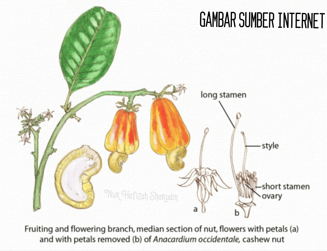 Nur Hafizah Sharudin's Blog: KENAPA BIJI BUAH GAJUS (Anacardium ...