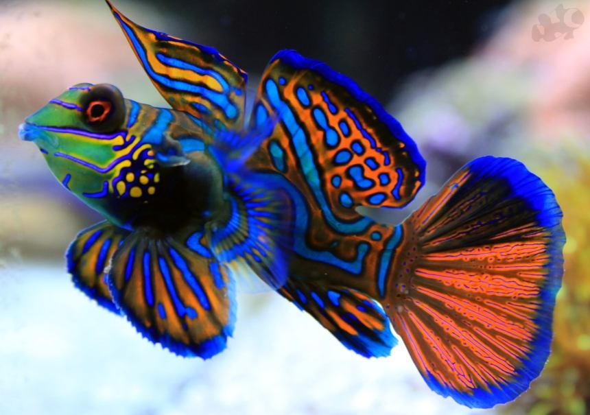 Perikanan: Mengenal Ikan Mandarin (Synchiropus splendidus) yang Menawan ...