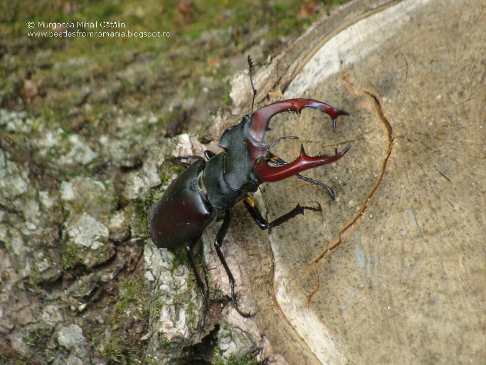 Beetles from Romania: Lucanus (Lucanus) cervus