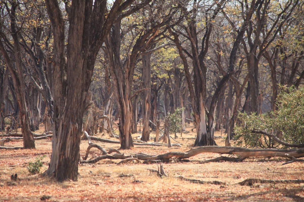 Earthly Musings - My Travel and Geology Blog: African Safari - Part 3 ...