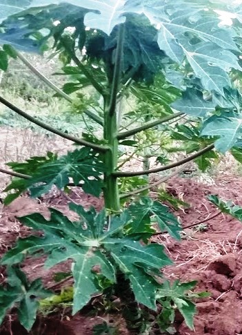 Rich Farm Kenya: Profitable Agribusiness Ideas in Fruit Farming: Pawpaw ...