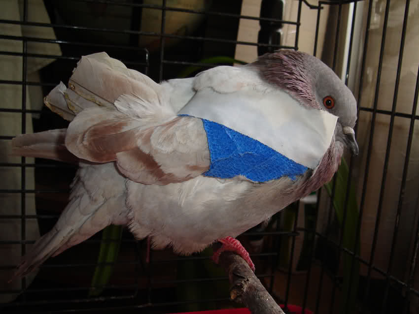 Mis amigas las palomas: Tratamiento ALA ROTA