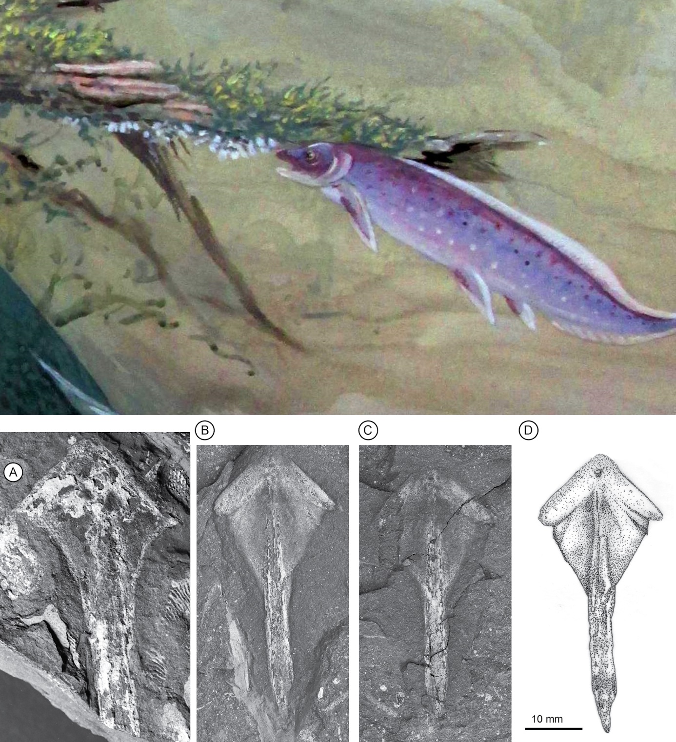 Species New to Science: [PaleoIchthyology • 2019] Isityumzi mlomomde ...