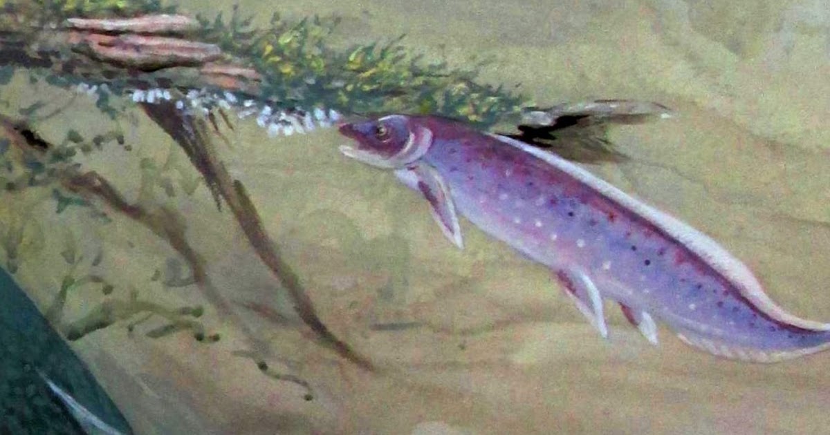 Species New to Science: [PaleoIchthyology • 2019] Isityumzi mlomomde • A High Latitude Devonian ...