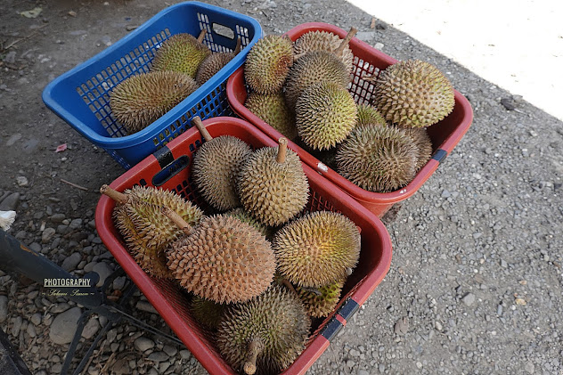 Buah Bundu @ Belunu @ Binjai, Bambangan & Durian Merah - Amie's Little ...