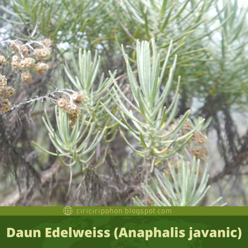 Ciri Ciri Pohon Bunga Abadi / Edelweiss Jawa Di Alam Liar ...