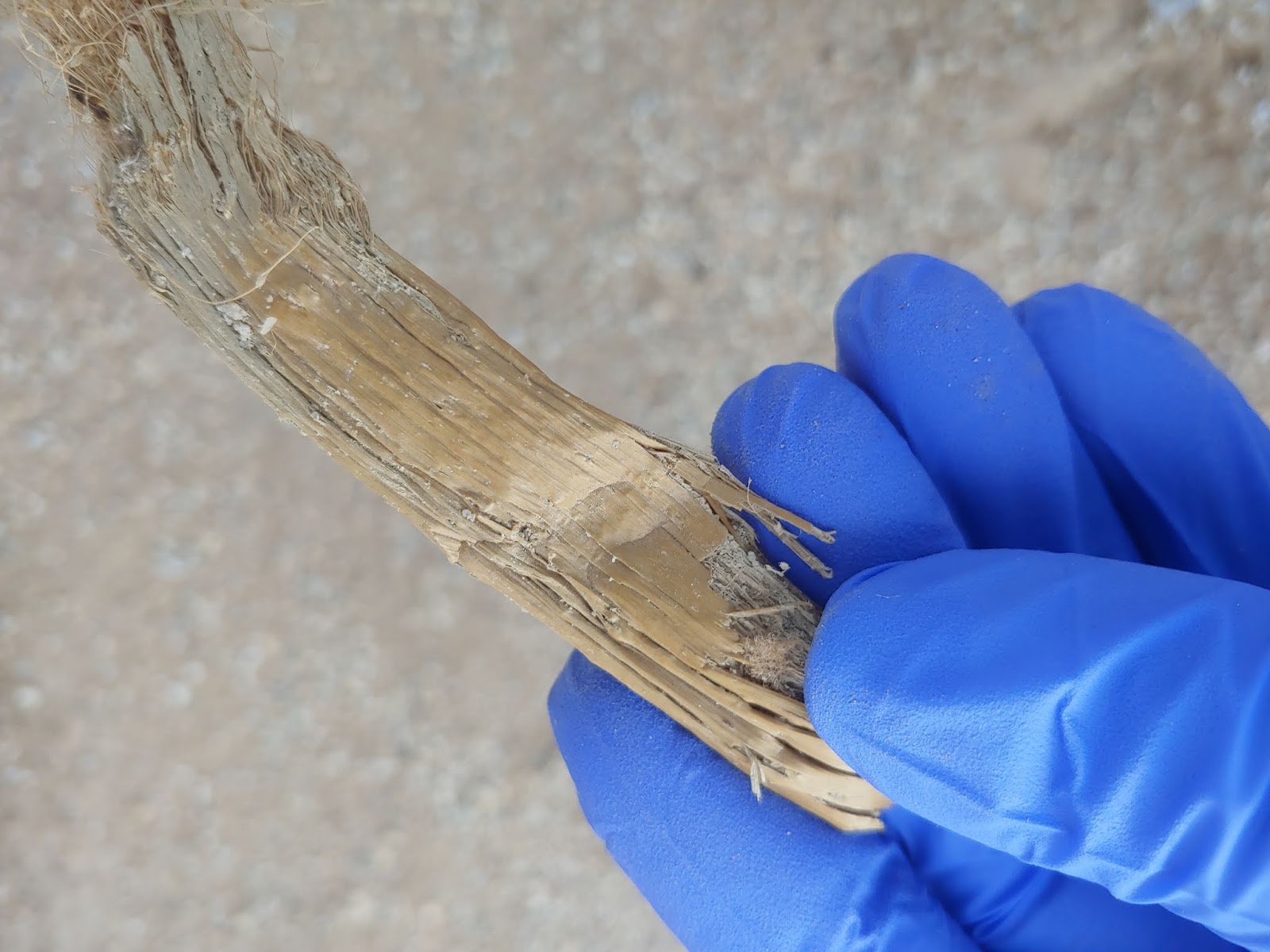 Lovelock Cave Series: Inconsistencies Found in Smithsonian's "Narrative"