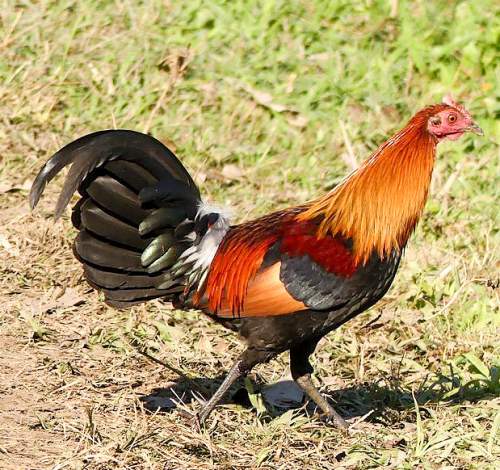 Red junglefowl photos | Birds of India | Bird World