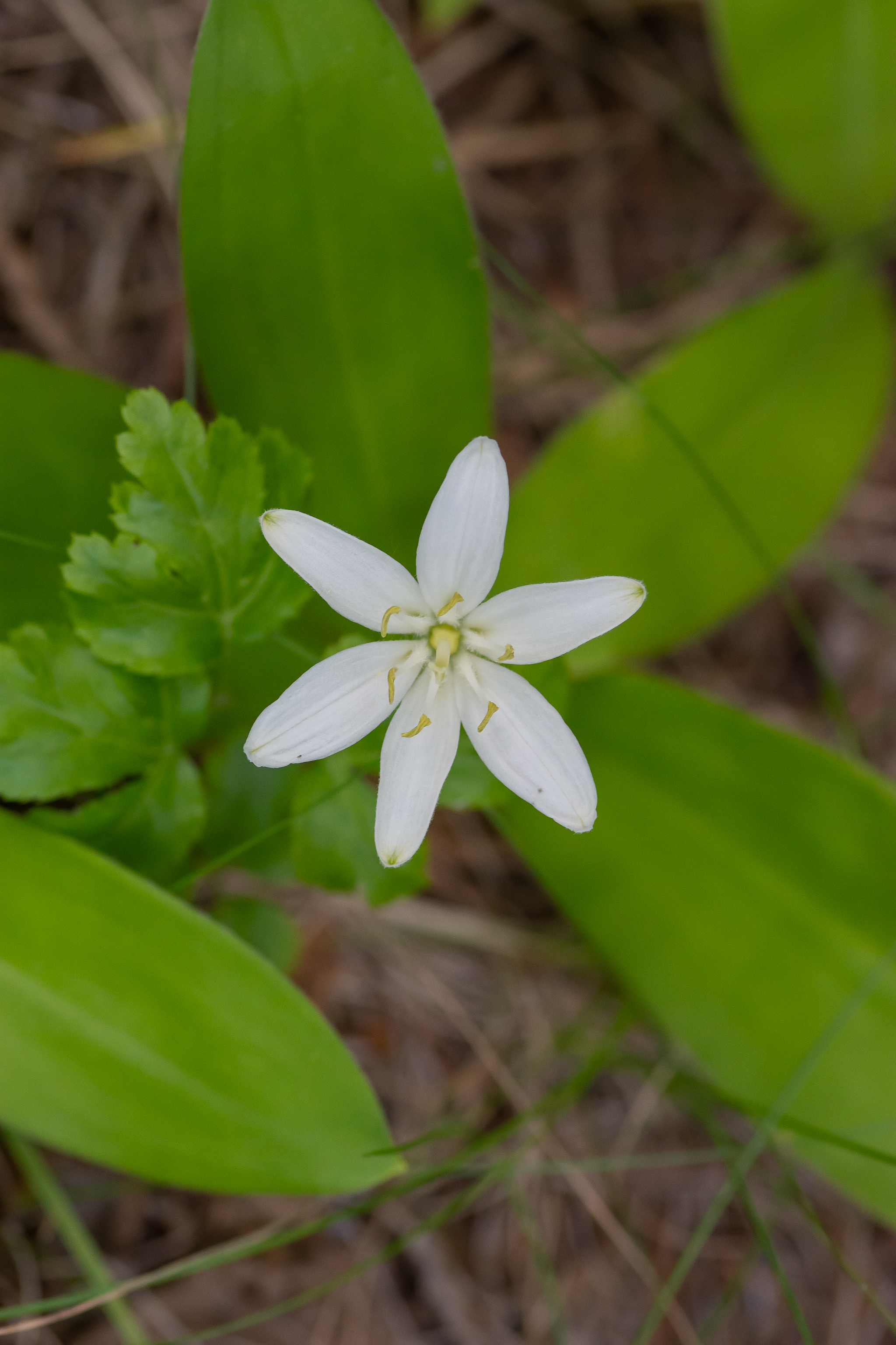Jen & the Bean stalk