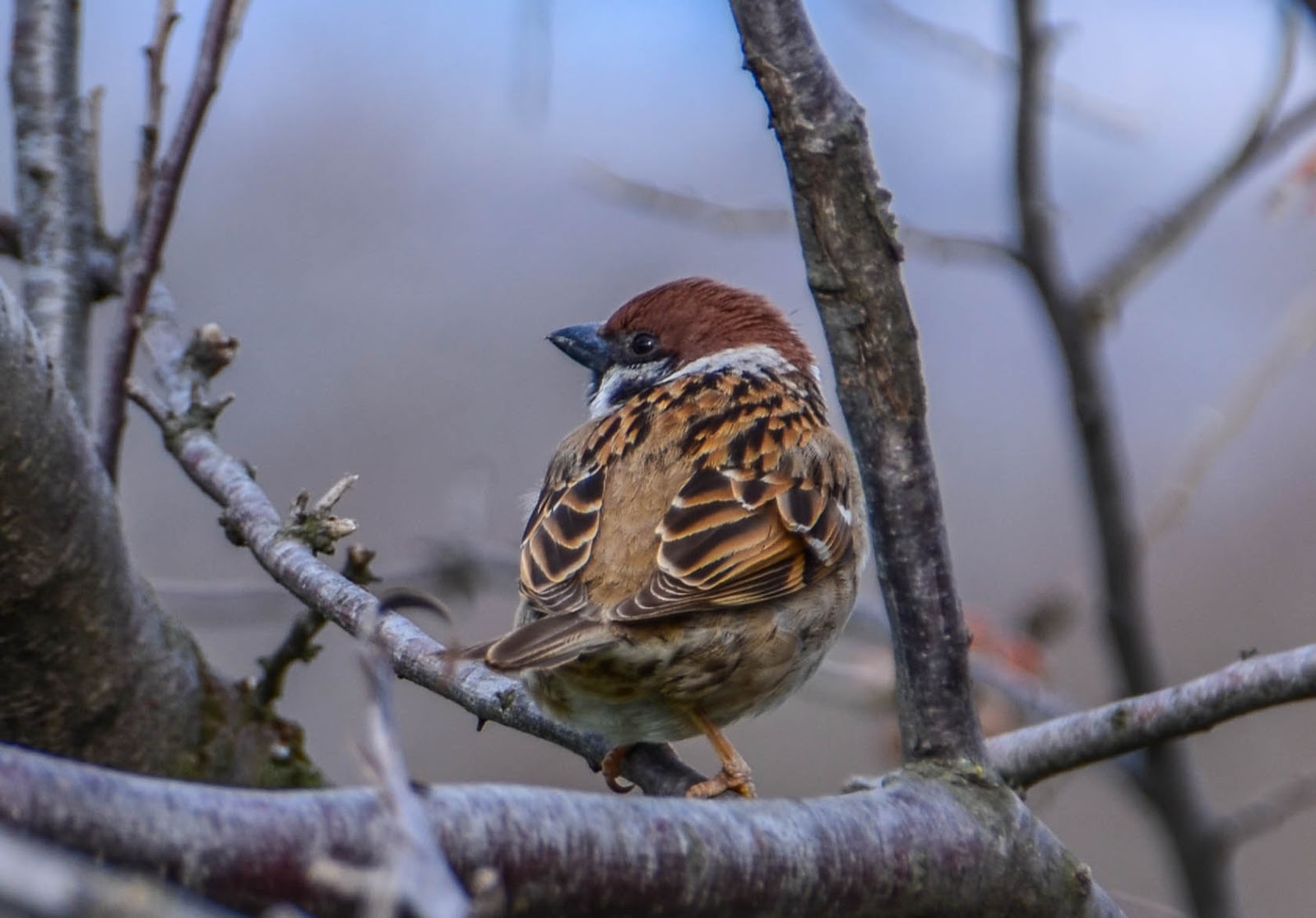 Luciana Marcu: Vrabia de casa vs. vrabia de camp