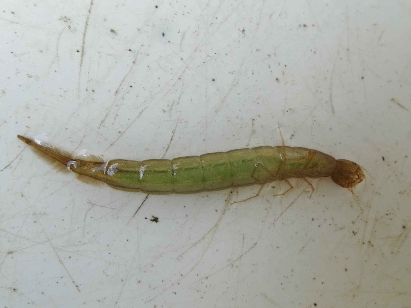 oog voor de natuur: Larve van de waterroofkever Rhantus suturalis.