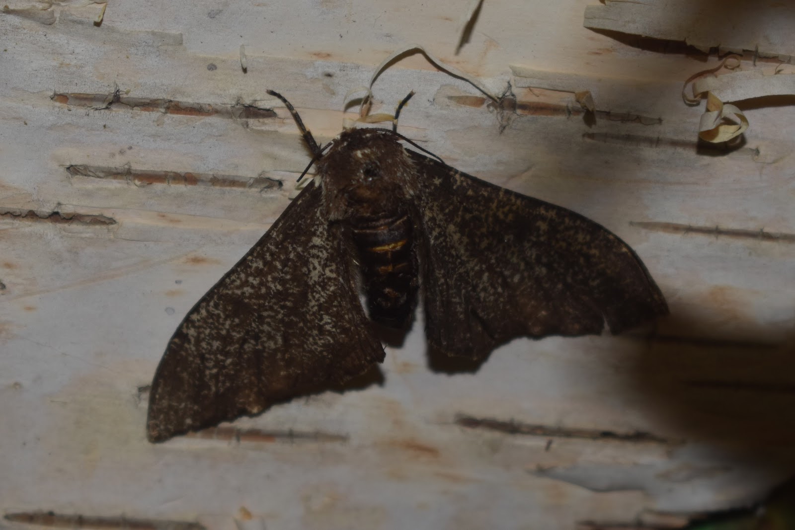 ZOOTOGRAFIANDO (6.100 ANIMALS): MARIPOSA DE LOS ABEDULES / PEPPERED ...