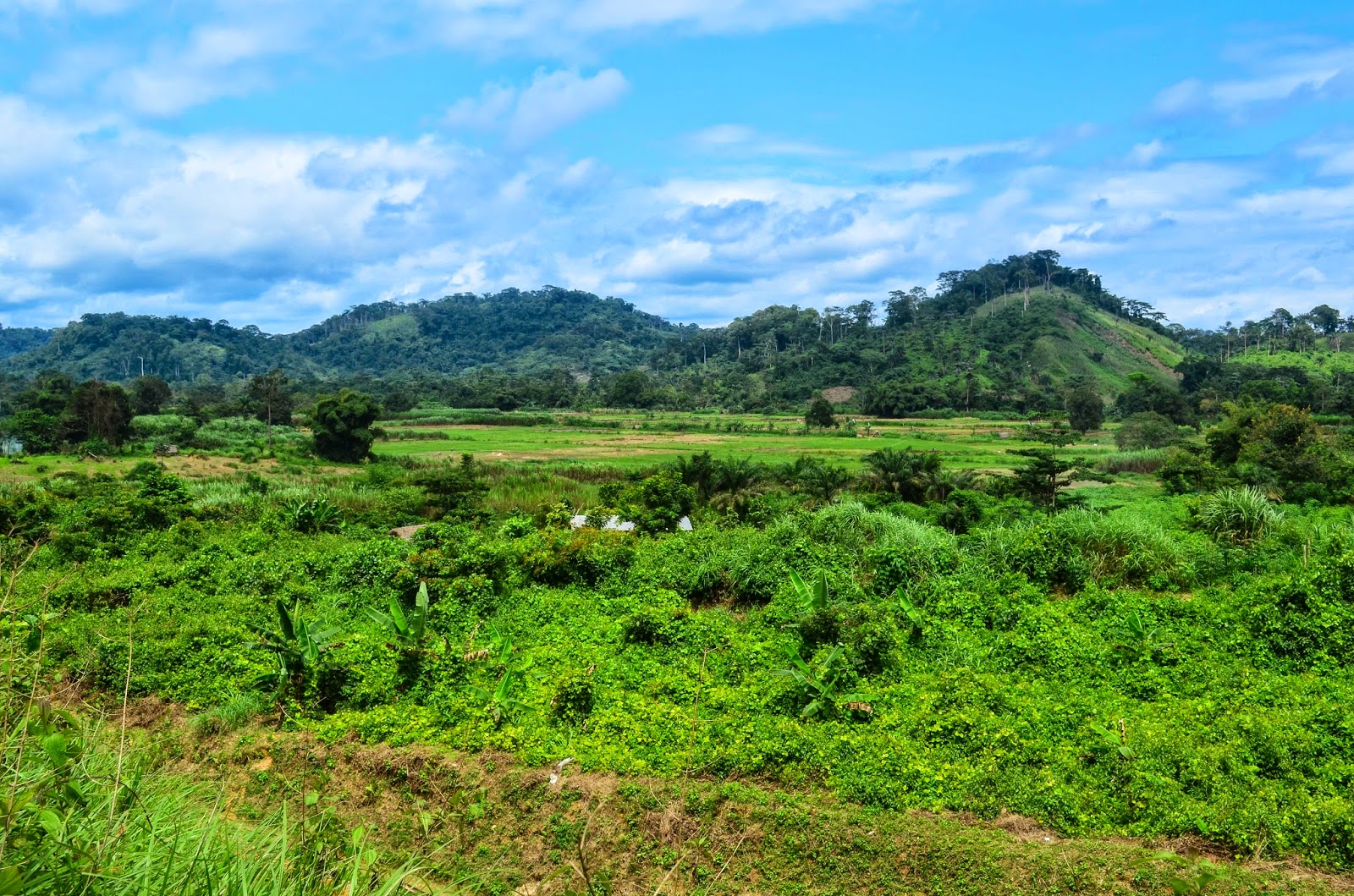 Patrimonio de la Humanidad: Reserva Natural Integral del Monte Nimba ...