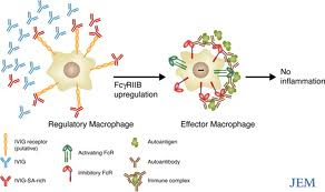 Doctor Man's Blog: 免疫靜脈注射球蛋白（intravenous immunoglobulin, IVIG）