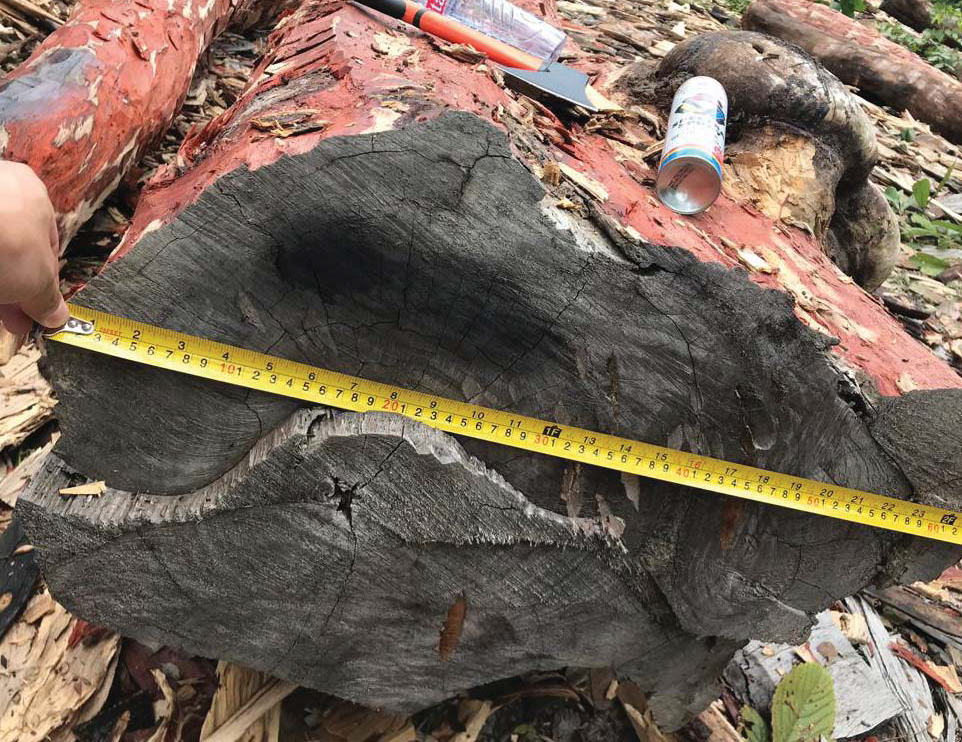 Sciency Thoughts: A hunger for Hongmu (红木): The Environmental ...