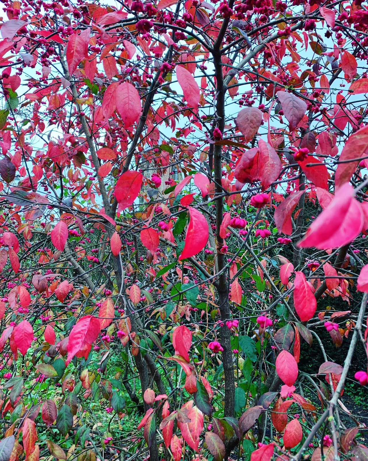 USEFUL or BEAUTIFUL: 2019