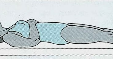 Horizontal Recumbent