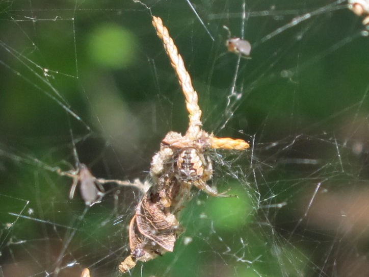 Blue Jay Barrens: Camo Spider