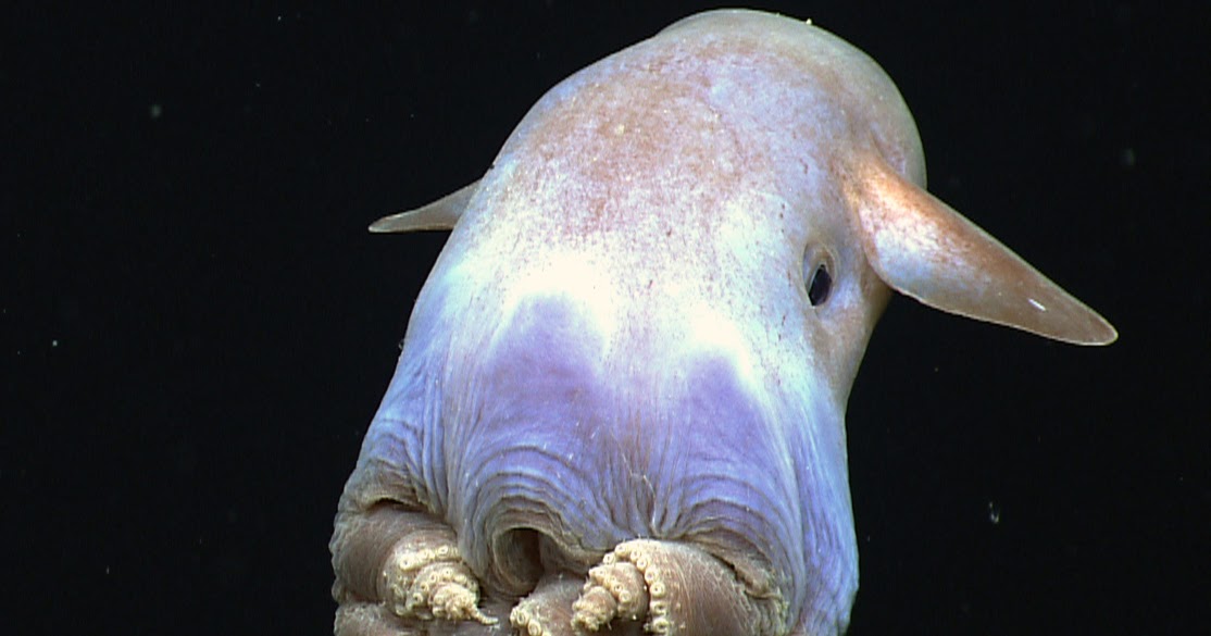 Eliza Taye's Author Blog: Sea Creatures Part 3 – Animals of the Abyss