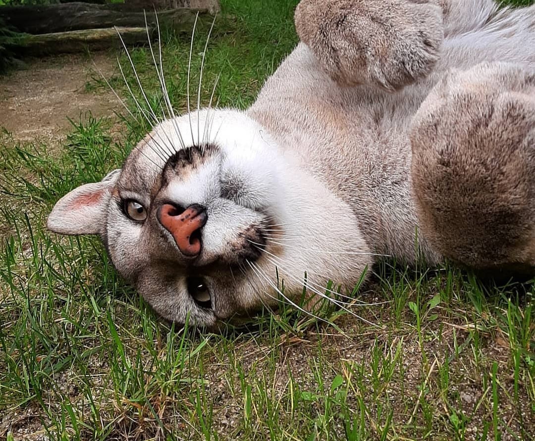 Descubriendo CORAX FAUNA , cuidado... amor... respeto animal.