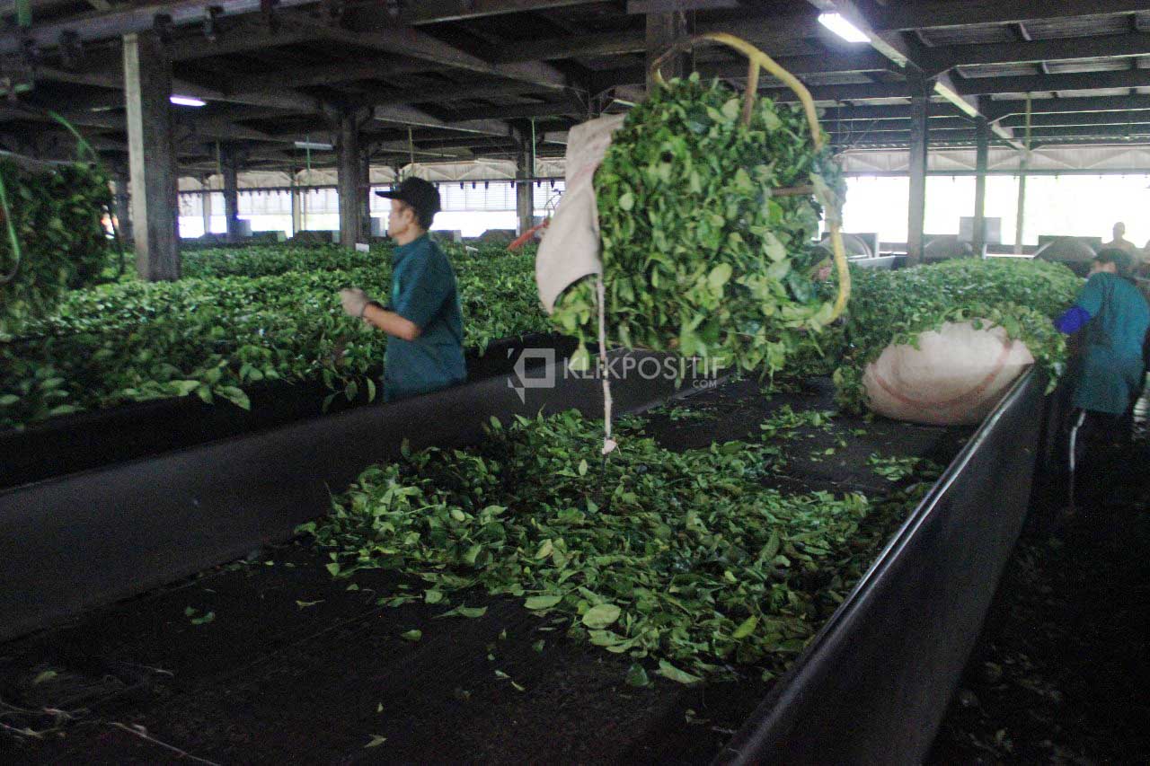 Begini Proses Pengolahan Teh di Kebun Liki Solok Selatan - KlikPositif ...