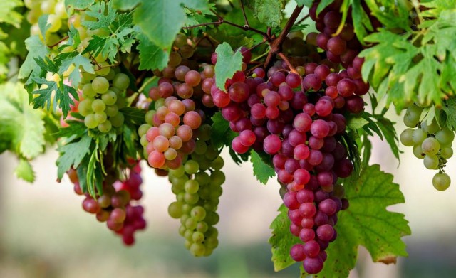 Karakteristik Morfologi dan Klasifikasi Tanaman Buah Anggur (Vitis ...