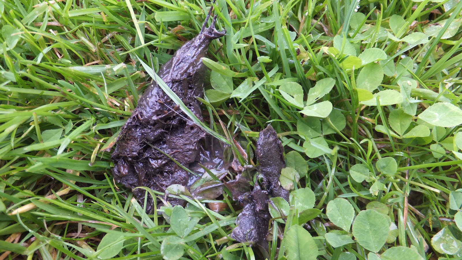 Preston Montford Field Centre: Poo