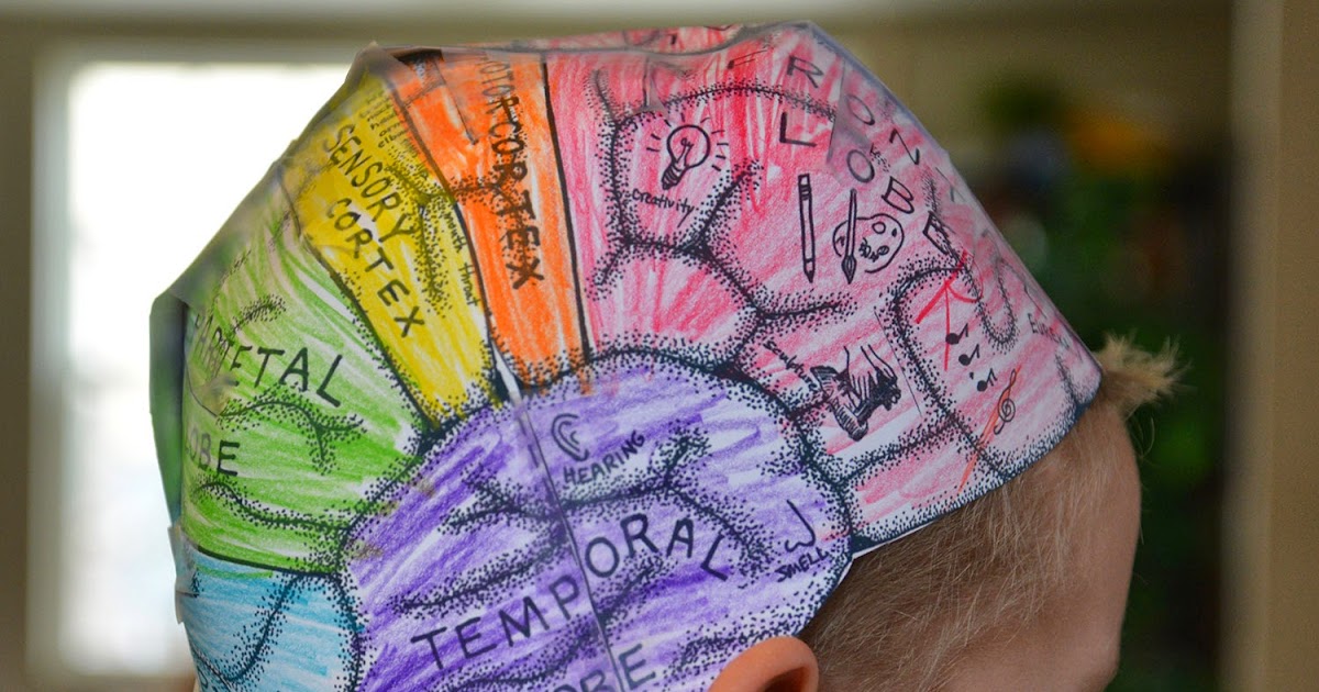 A school of fish: Brain hats (cerebral cortex)