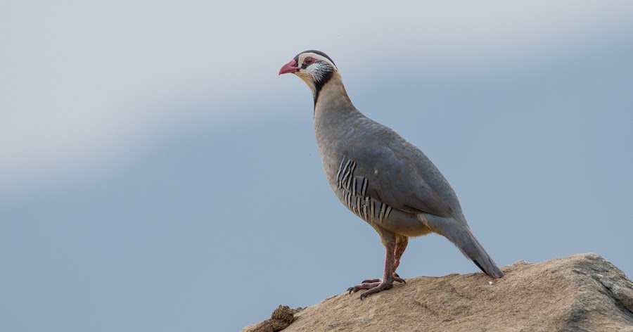 Birds of Saudi Arabia: Arabian Partridge – Raydah Escarpment