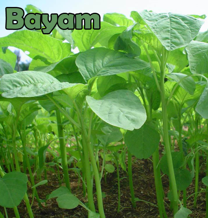 Khasiat dan Manfaat Bayam | Dibuka Saja